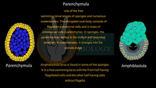 Larval Stage in Different Animal | PDF