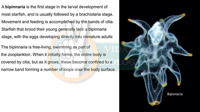 Larval Stage in Different Animal | PDF