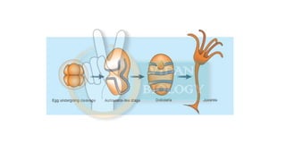 Larval Stage in Different Animal | PDF
