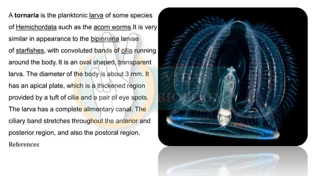 Larval Stage in Different Animal | PDF