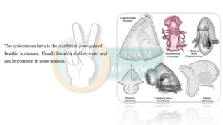 Larval Stage in Different Animal | PDF