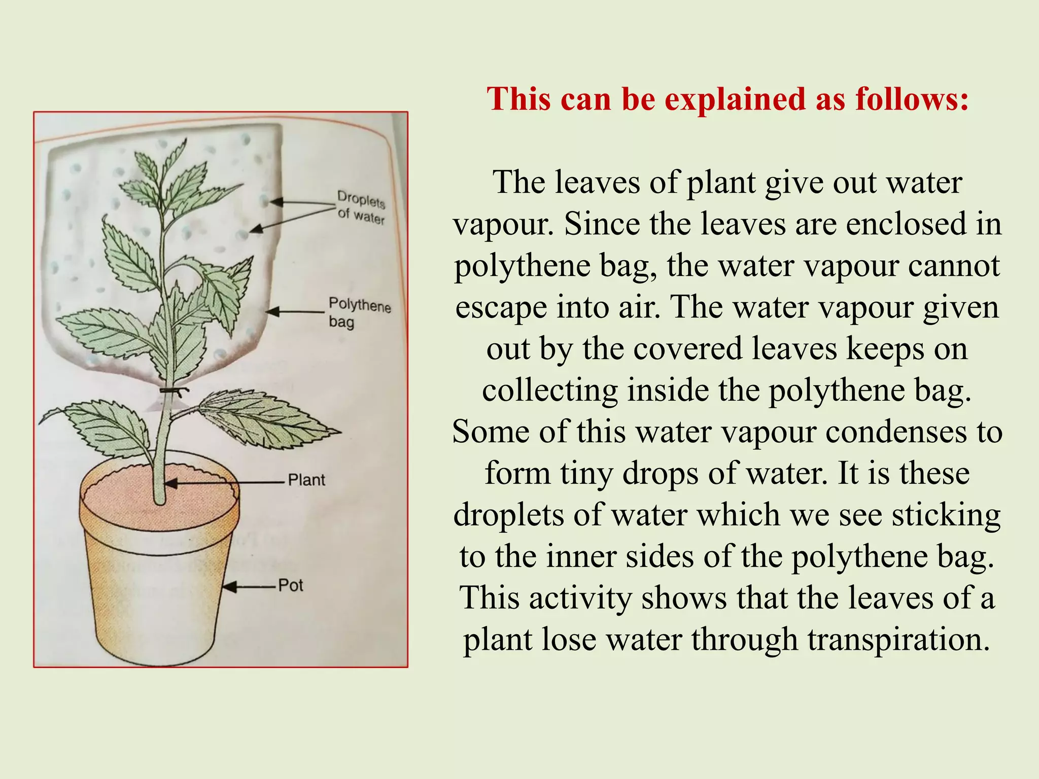 Ls. 7 Getting to Know Plants - Part II.pdf