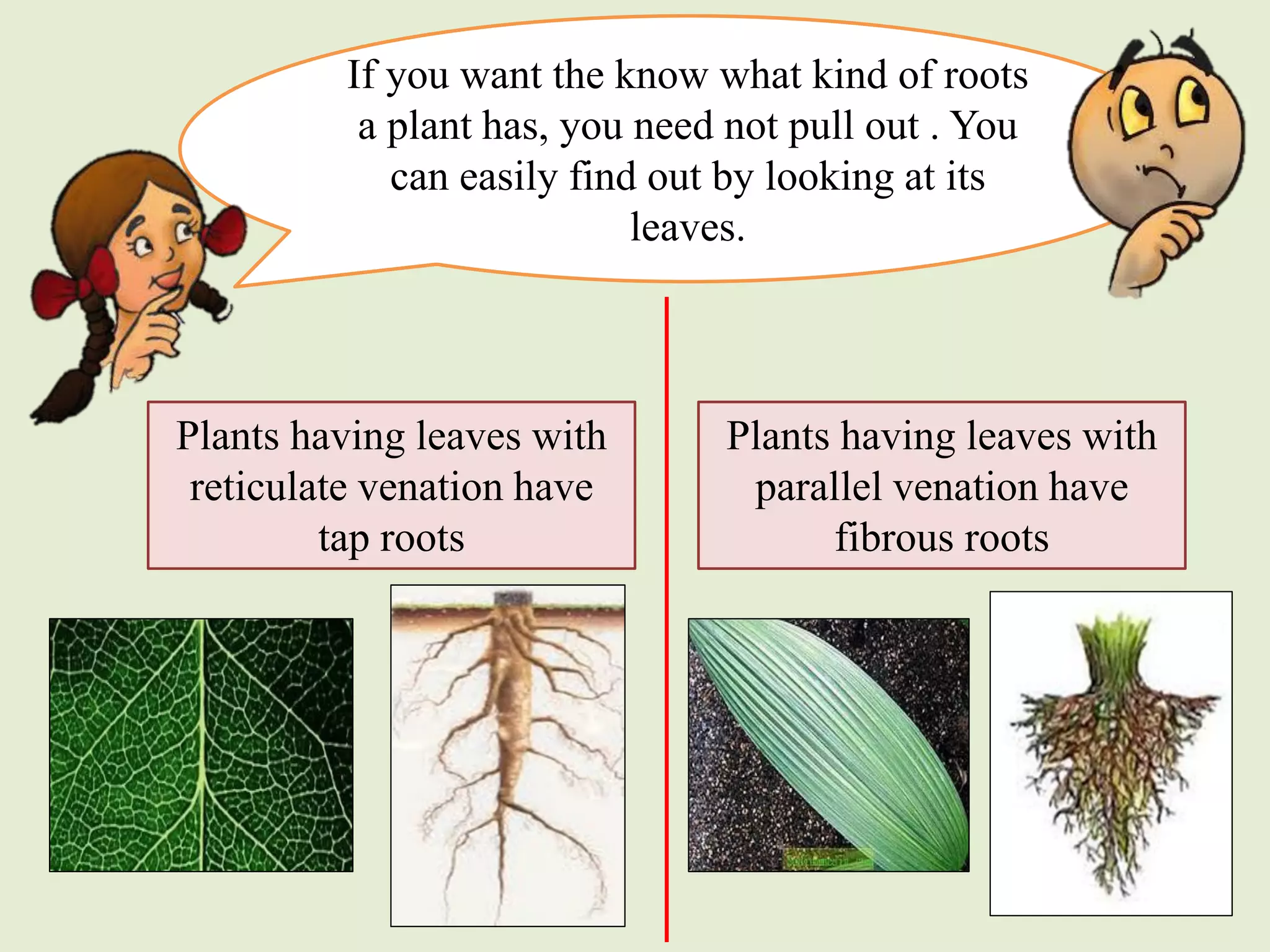 Ls. 7 Getting to Know Plants - Part II.pdf