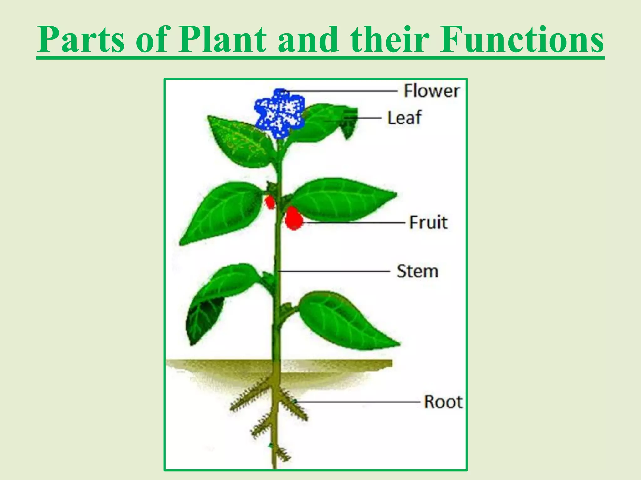 Ls. 7 Getting to Know Plants - Part II.pdf