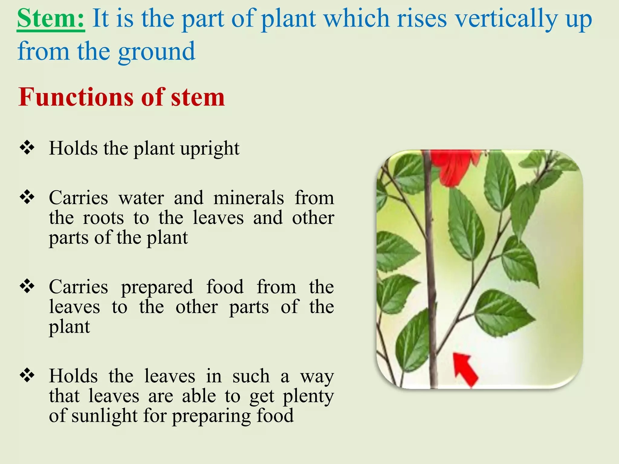 Ls. 7 Getting to Know Plants - Part II.pdf