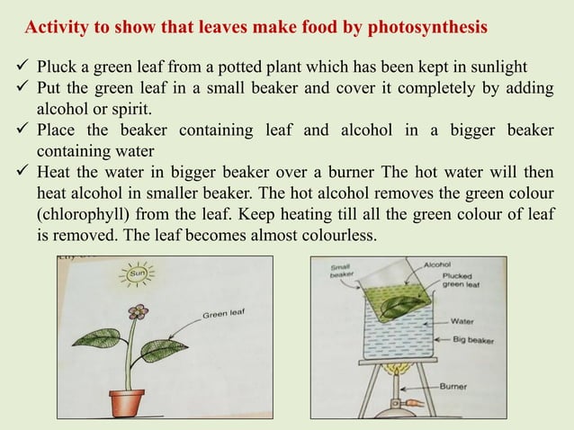 Ls. 7 Getting to Know Plants - Part II.pdf