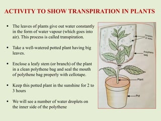 Ls. 7 Getting to Know Plants - Part II.pdf