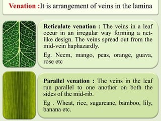 Ls. 7 Getting to Know Plants - Part II.pdf