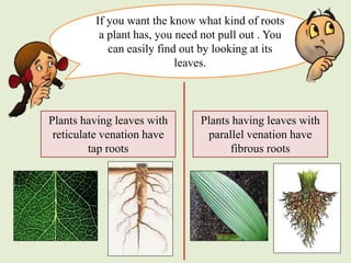 Ls. 7 Getting to Know Plants - Part II.pdf