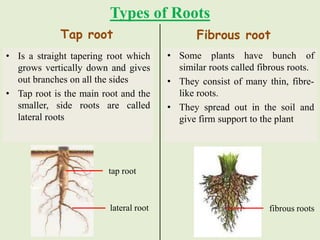 Ls. 7 Getting to Know Plants - Part II.pdf