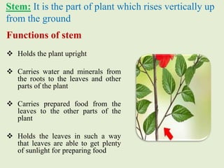 Ls. 7 Getting to Know Plants - Part II.pdf