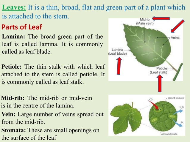 Ls. 7 Getting to Know Plants - Part II.pdf
