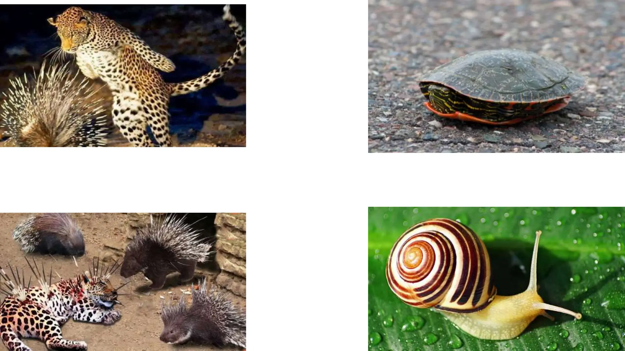 Ls.4 Adaptations and Behaviour of Animals.pptx