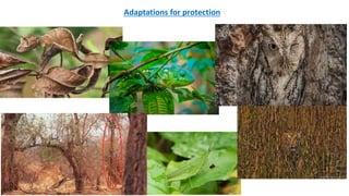 Ls.4 Adaptations and Behaviour of Animals.pptx