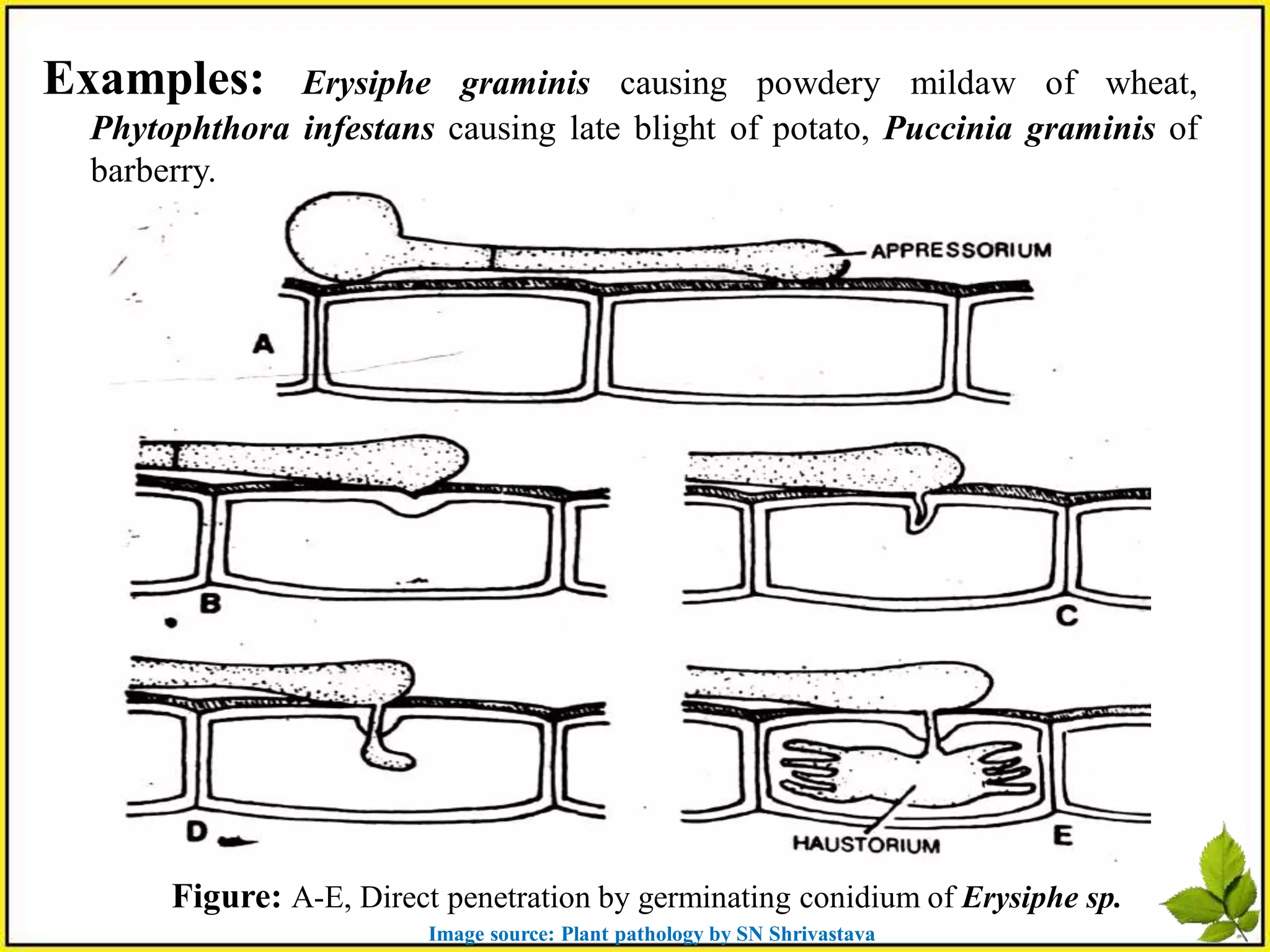 Disease development: Role of enzymes, toxins and growth regulators. | PDF