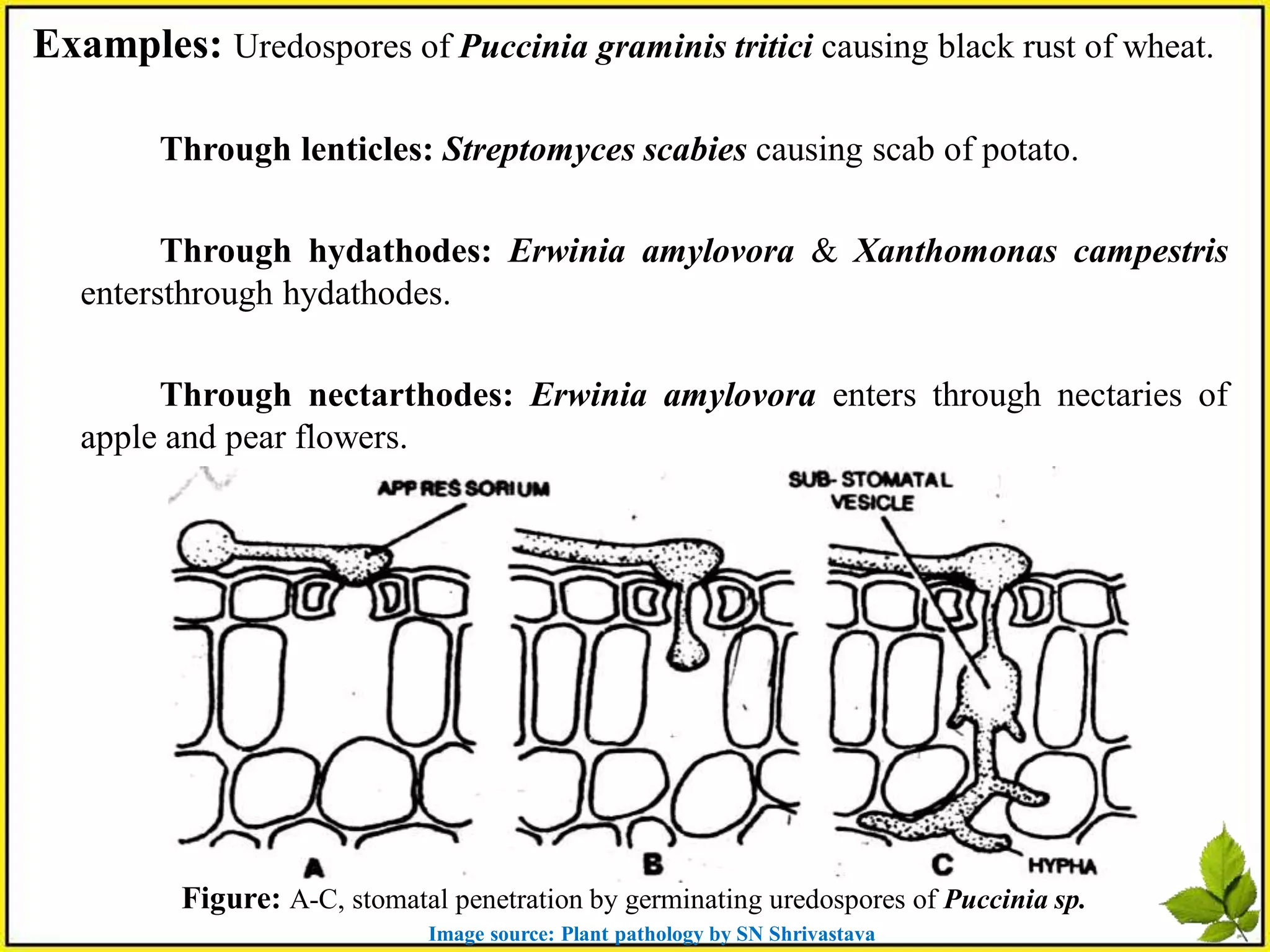 Disease development: Role of enzymes, toxins and growth regulators. | PDF