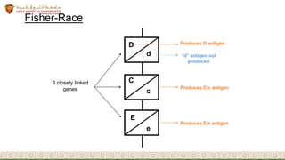 LS-IBB 301 – L4 Rh blood group system.pptx