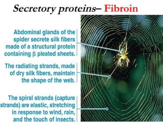 Classification of proteins based on function and solubility | PPTX