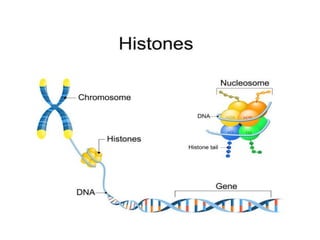 Classification of proteins based on function and solubility | PPTX