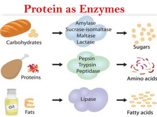 Classification of proteins based on function and solubility | PPTX