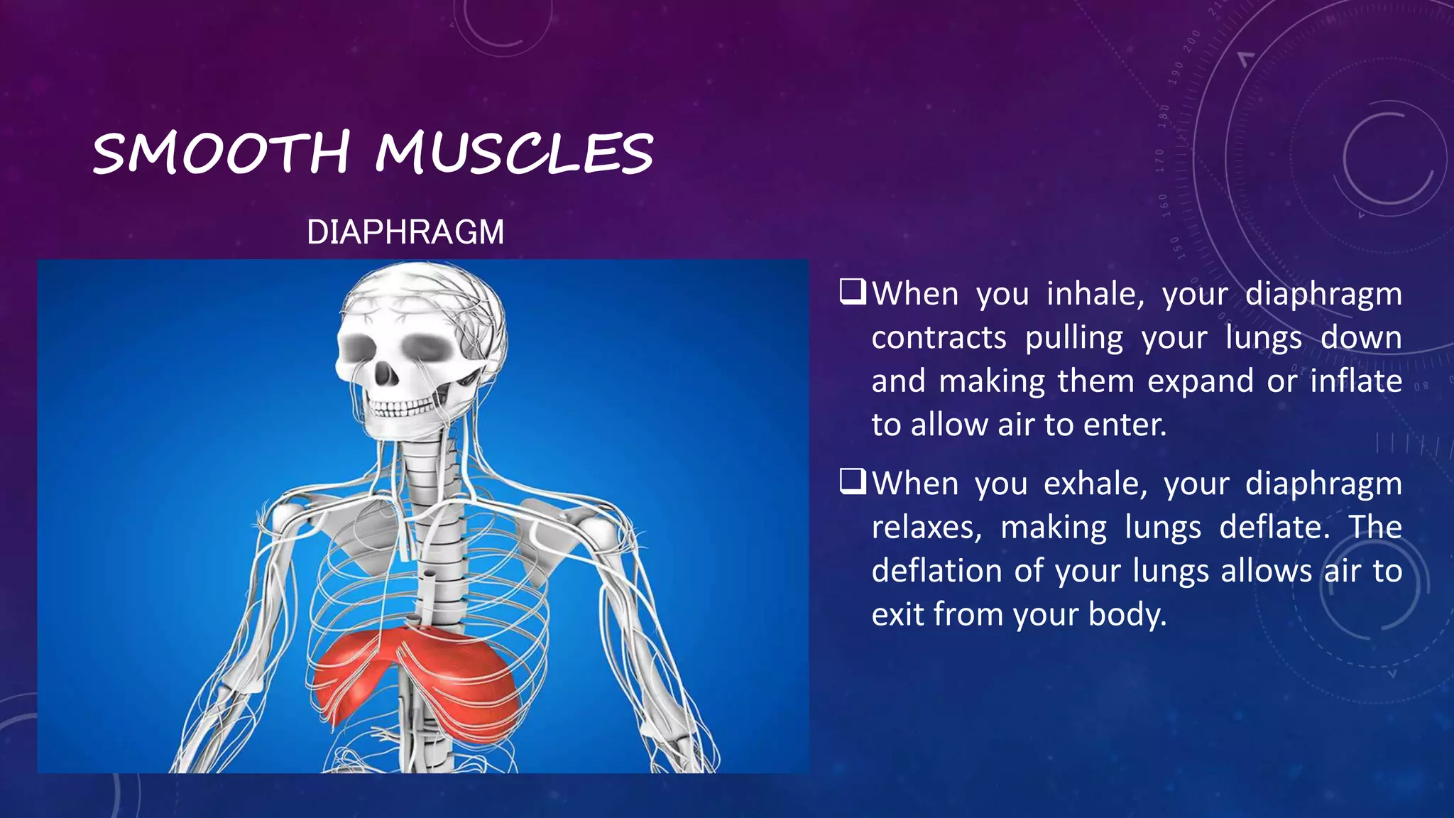 LS 2 2 The Musculatory System | PPTX