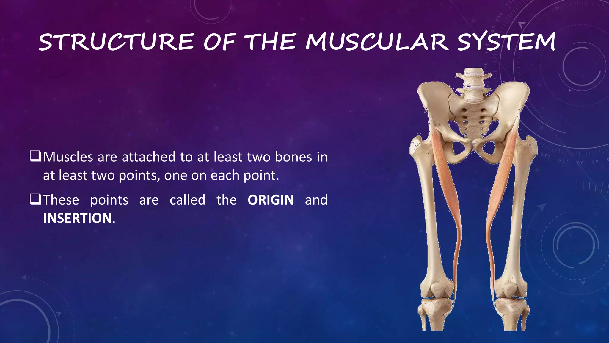 LS 2 2 The Musculatory System | PPT