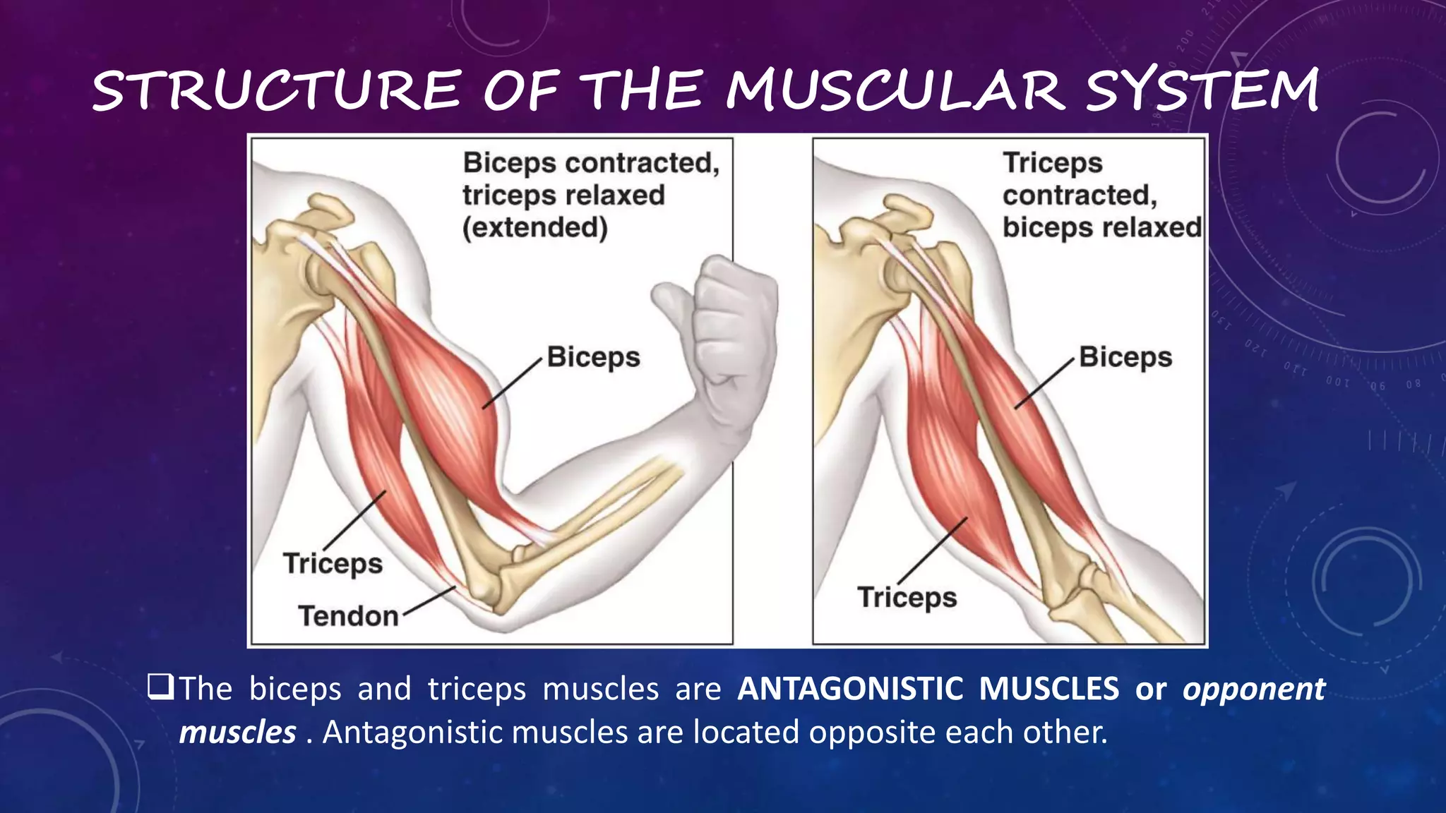 LS 2 2 The Musculatory System | PPT