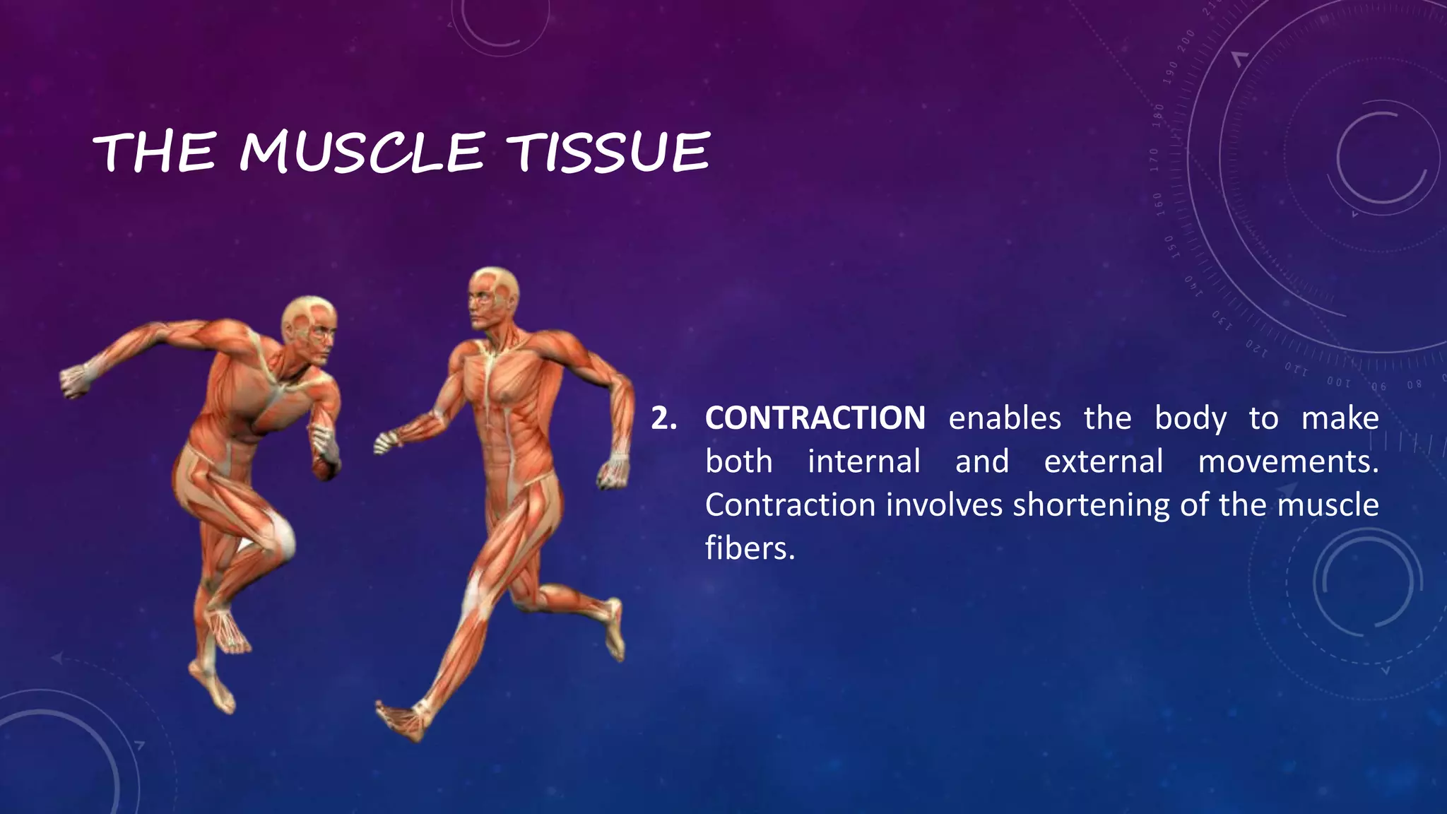 LS 2 2 The Musculatory System | PPT