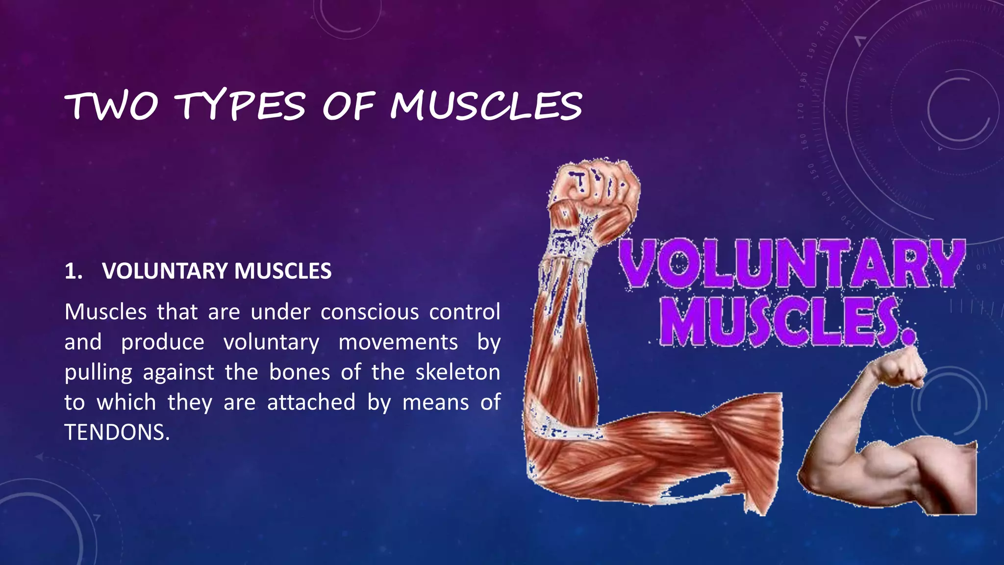 LS 2 2 The Musculatory System | PPT
