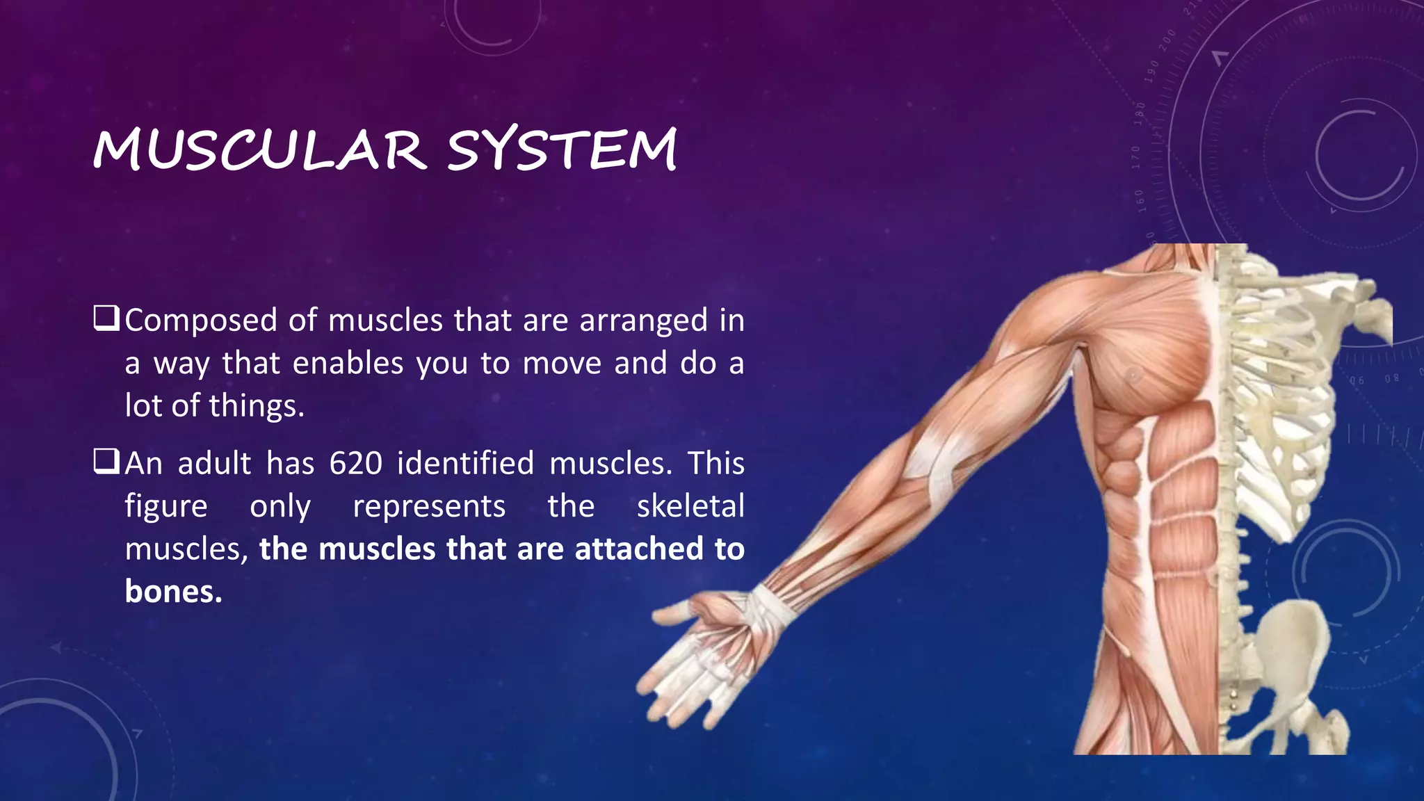 LS 2 2 The Musculatory System | PPTX