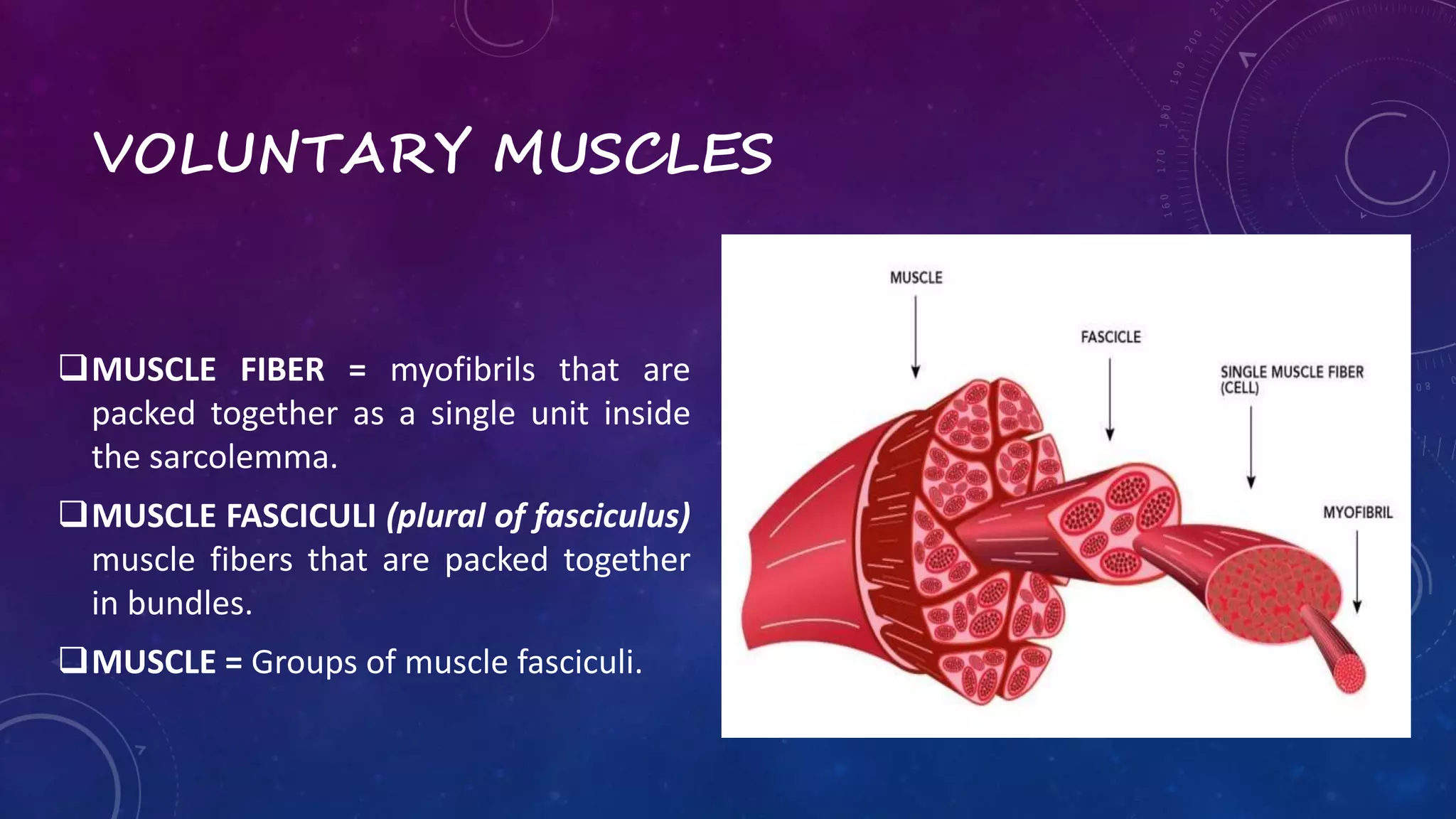 LS 2 2 The Musculatory System | PPT