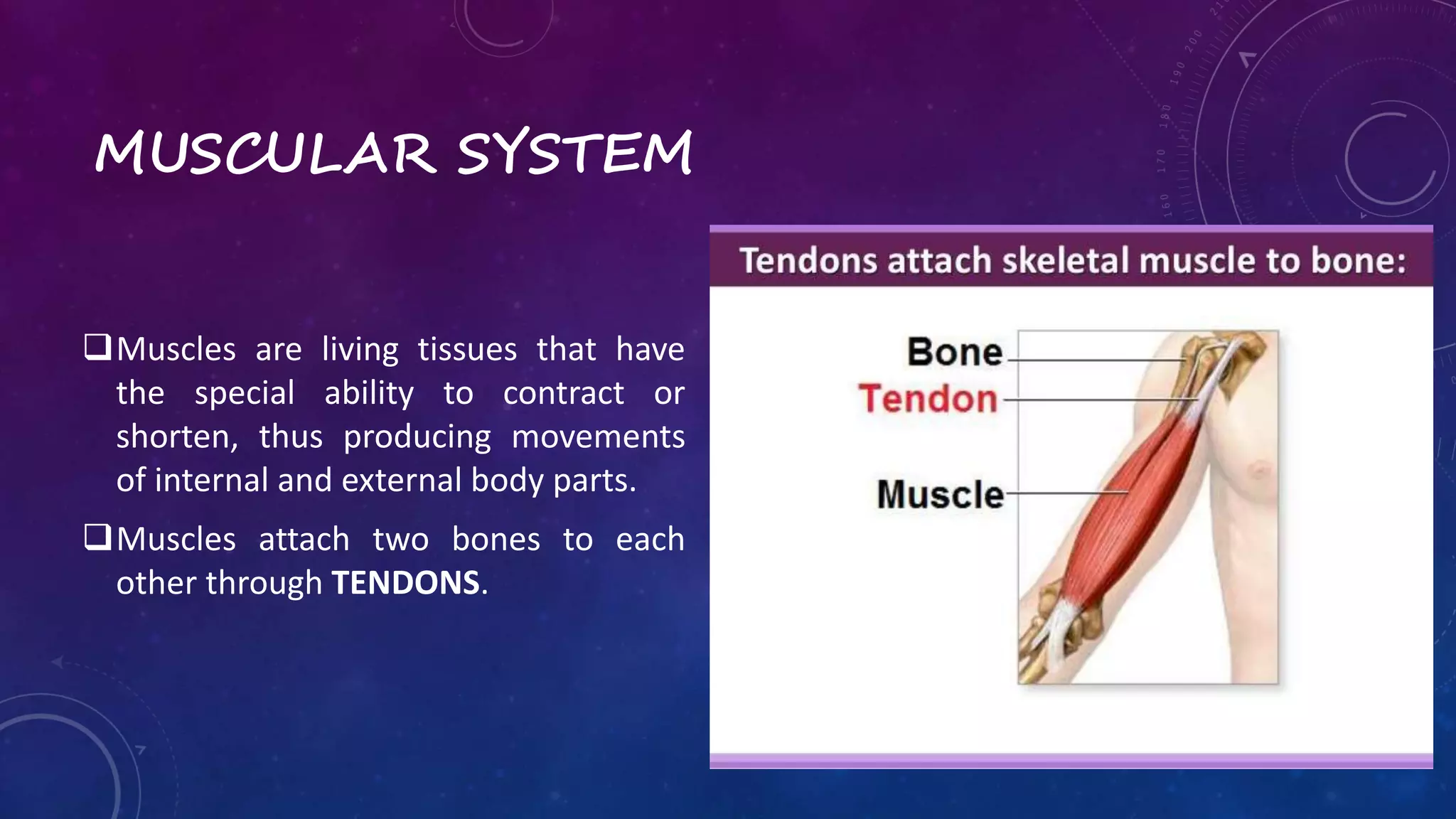 LS 2 2 The Musculatory System | PPTX