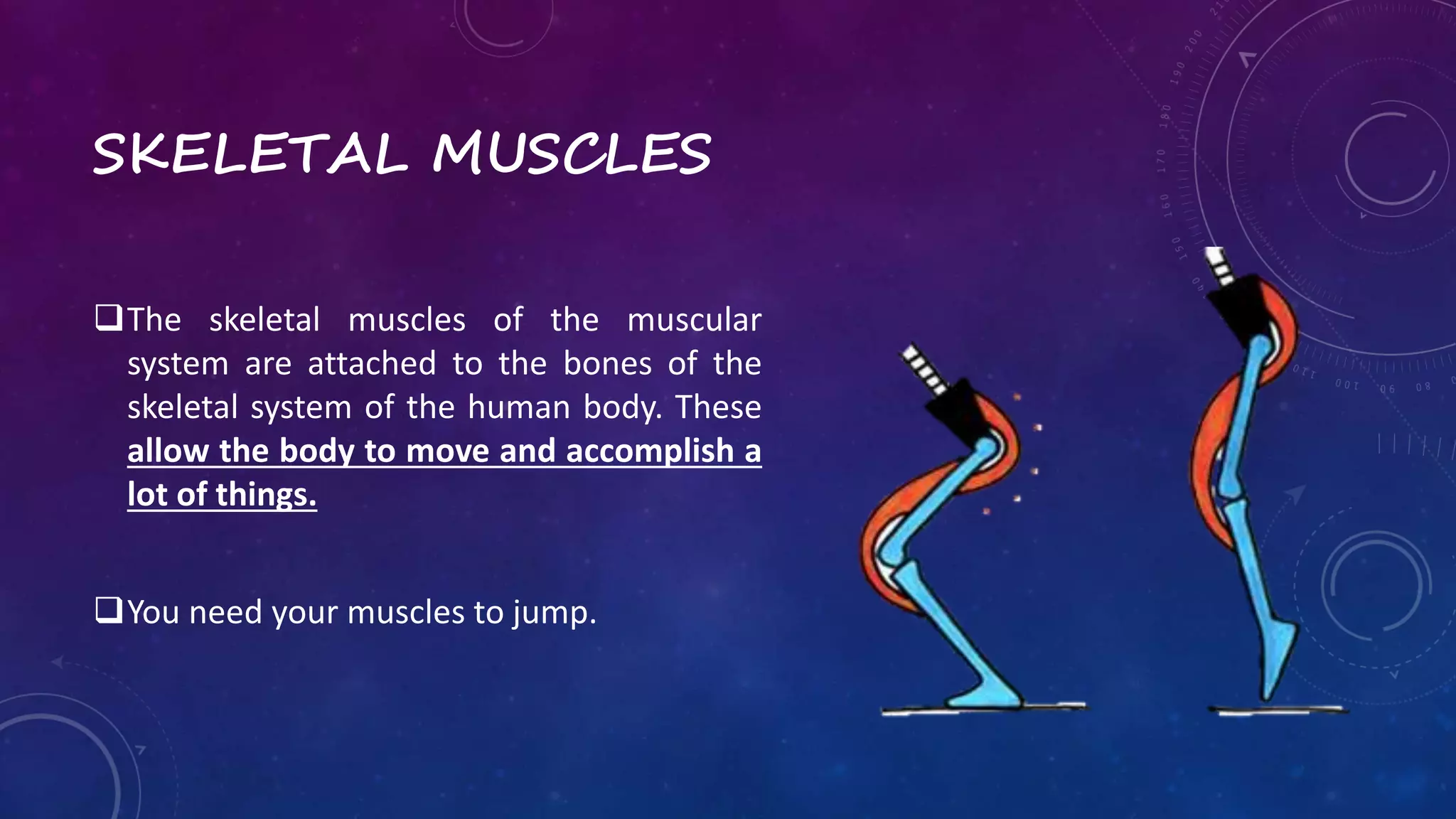 LS 2 2 The Musculatory System | PPTX