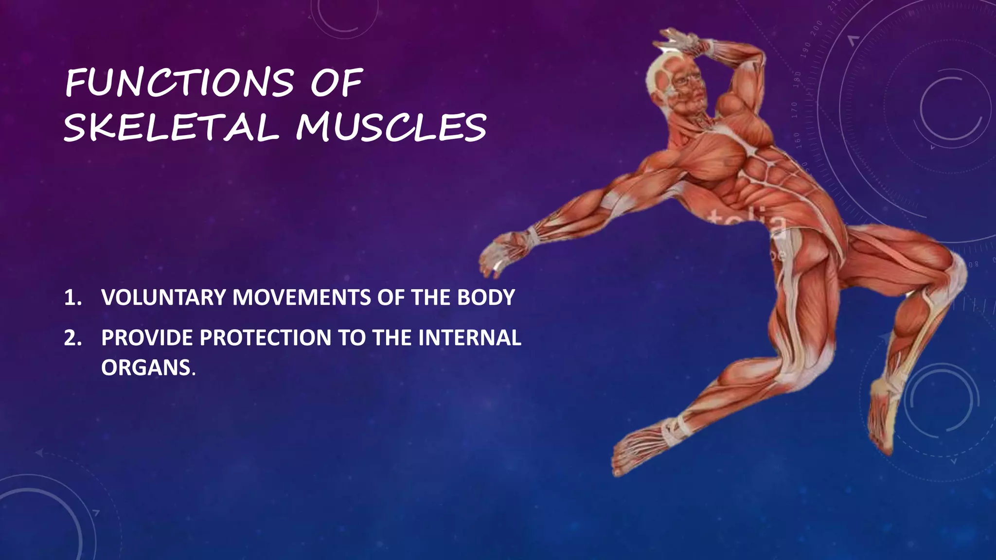LS 2 2 The Musculatory System | PPTX