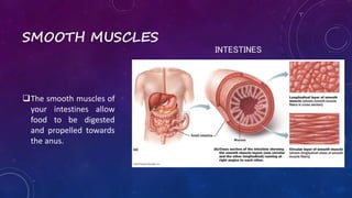 LS 2 2 The Musculatory System | PPTX