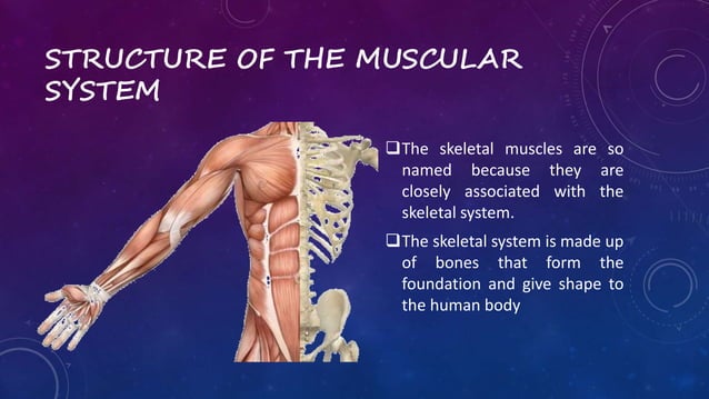 LS 2 2 The Musculatory System | PPT