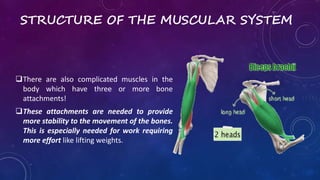 LS 2 2 The Musculatory System | PPTX
