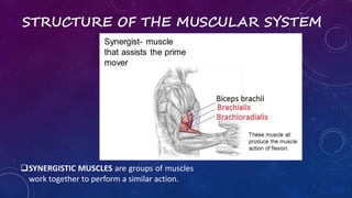 LS 2 2 The Musculatory System | PPTX