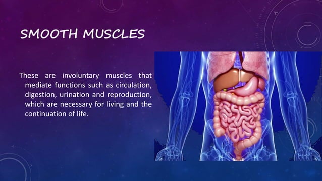 LS 2 2 The Musculatory System | PPT