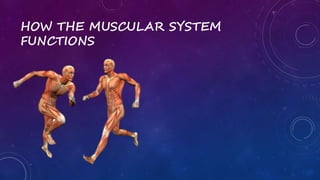 LS 2 2 The Musculatory System | PPTX