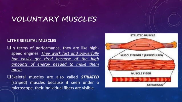 LS 2 2 The Musculatory System | PPT