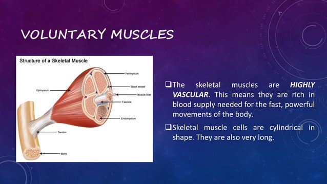 LS 2 2 The Musculatory System | PPT