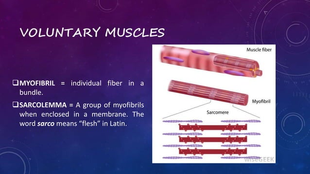 LS 2 2 The Musculatory System | PPT