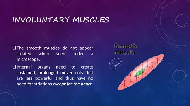 LS 2 2 The Musculatory System | PPT
