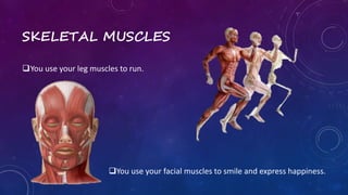 LS 2 2 The Musculatory System | PPTX