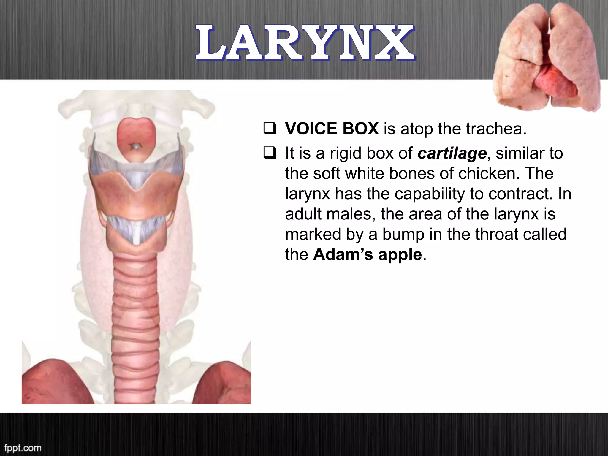 LS 2 3 The Respiratory System | PPTX