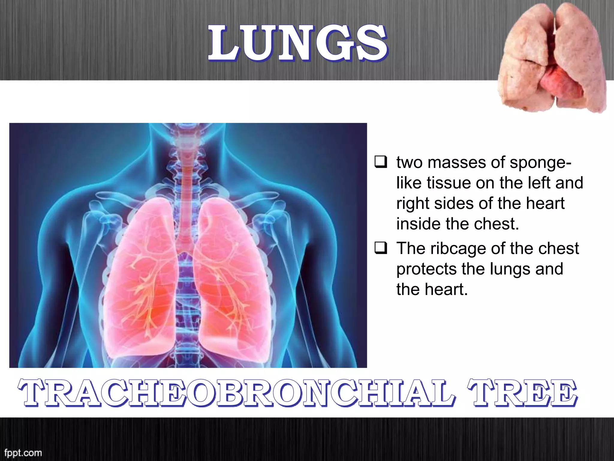 LS 2 3 The Respiratory System | PPTX