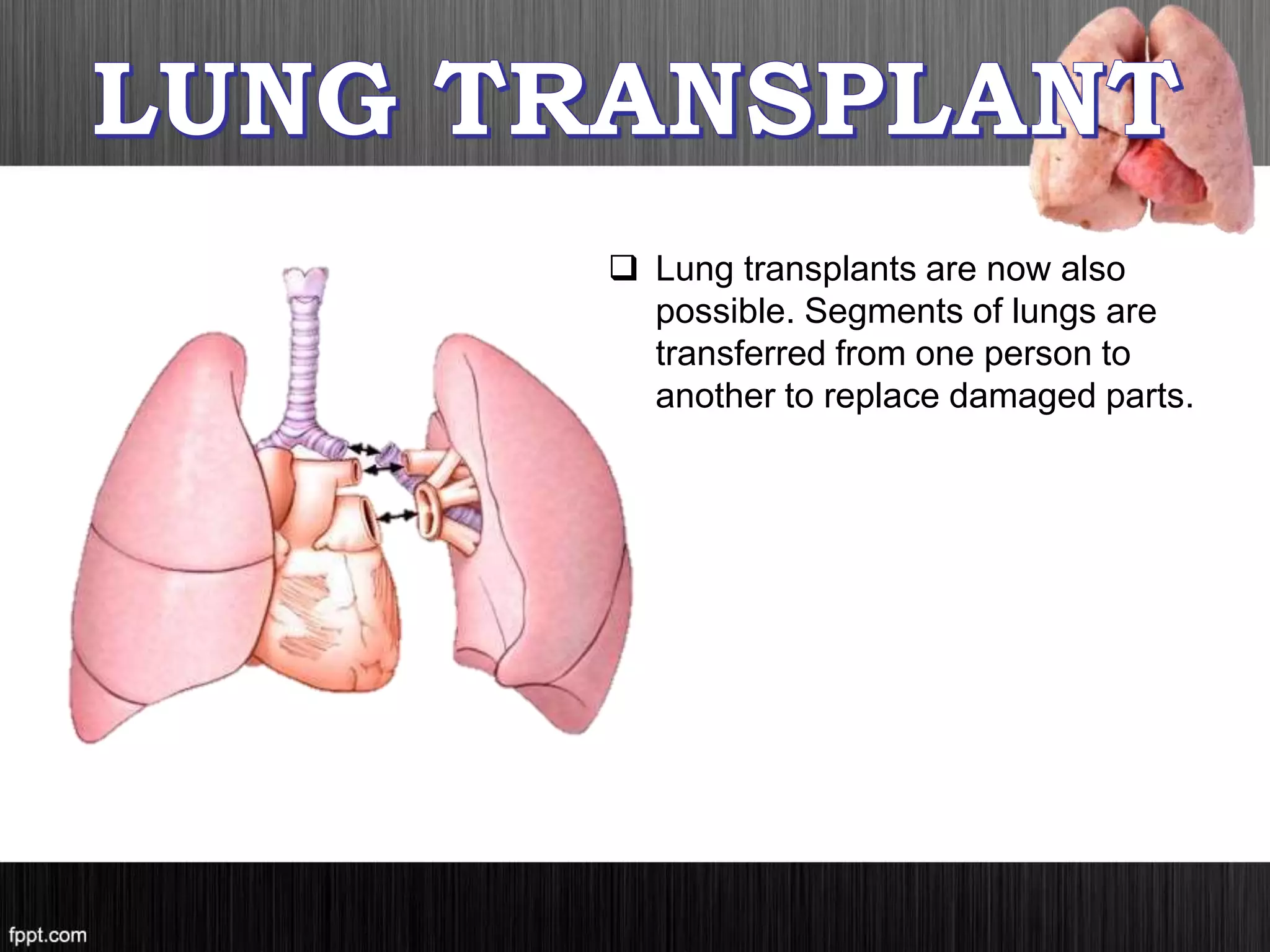 LS 2 3 The Respiratory System | PPTX