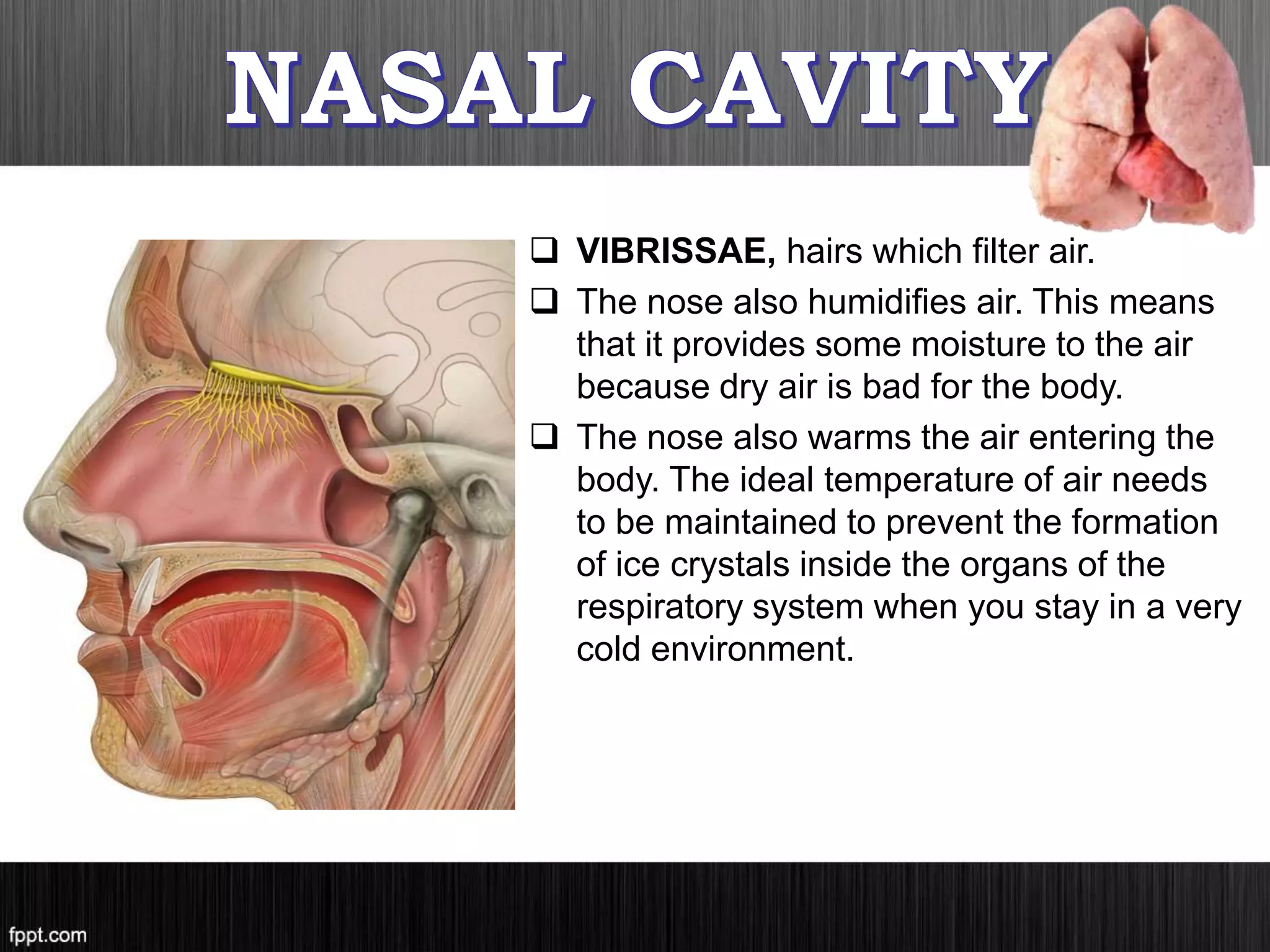 LS 2 3 The Respiratory System | PPTX