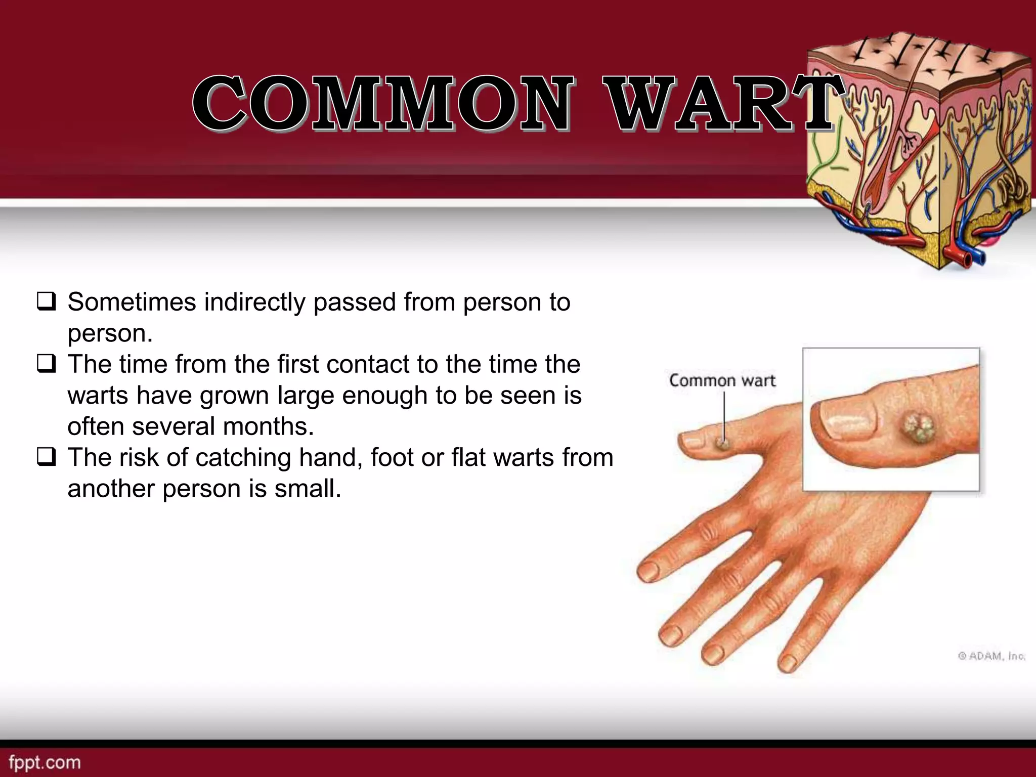 LS 2 5 The Integumentary System | PPT